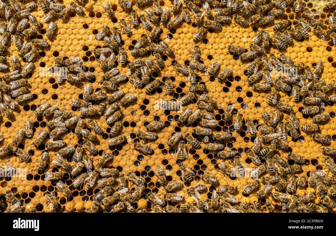 completely filled with honey honeycomb, bees seal the honeycomb Stock ...