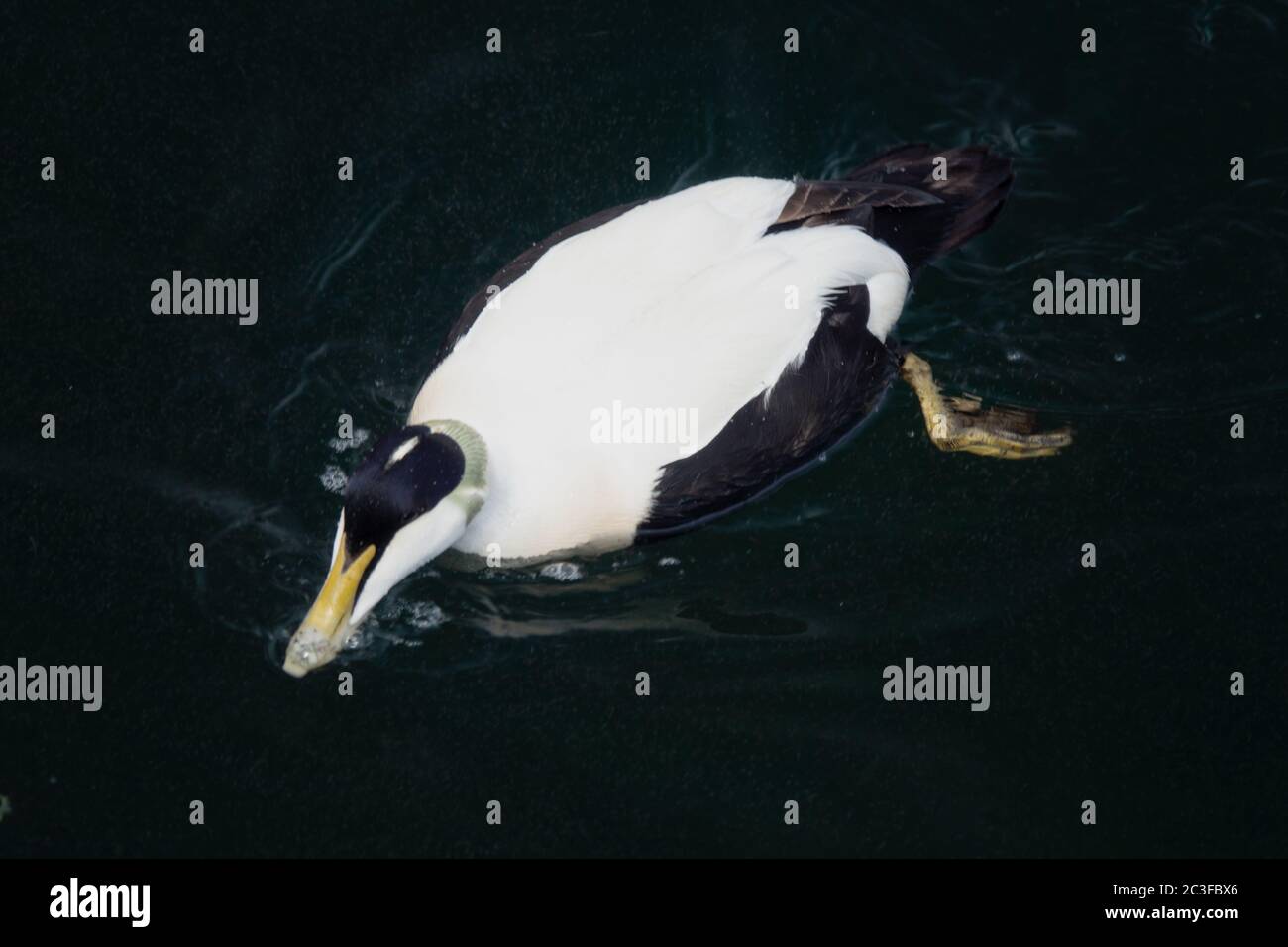 Eider species hi-res stock photography and images - Alamy