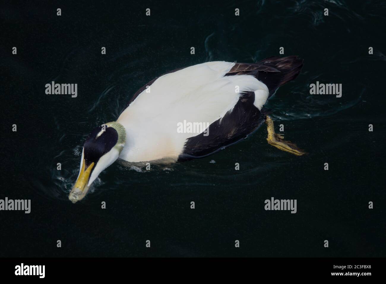 Eider species hi-res stock photography and images - Alamy