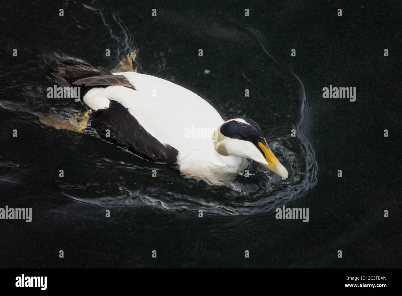 Species eider hi-res stock photography and images - Alamy