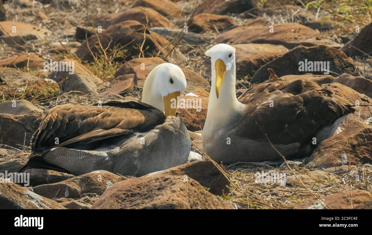 Galapagos waved albatross hi-res stock photography and images - Alamy
