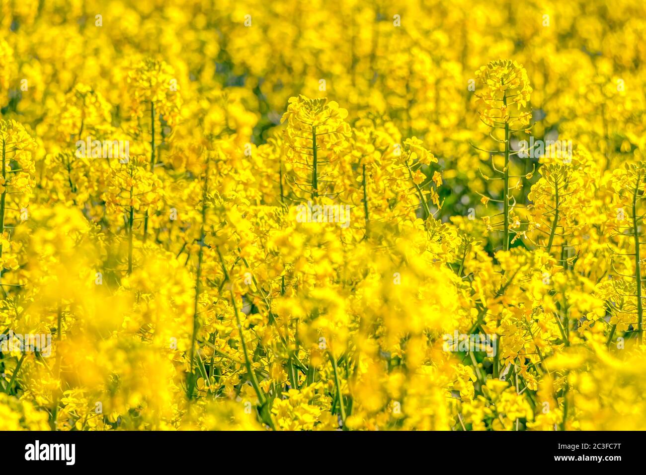 Yellow flower fields hi-res stock photography and images - Alamy