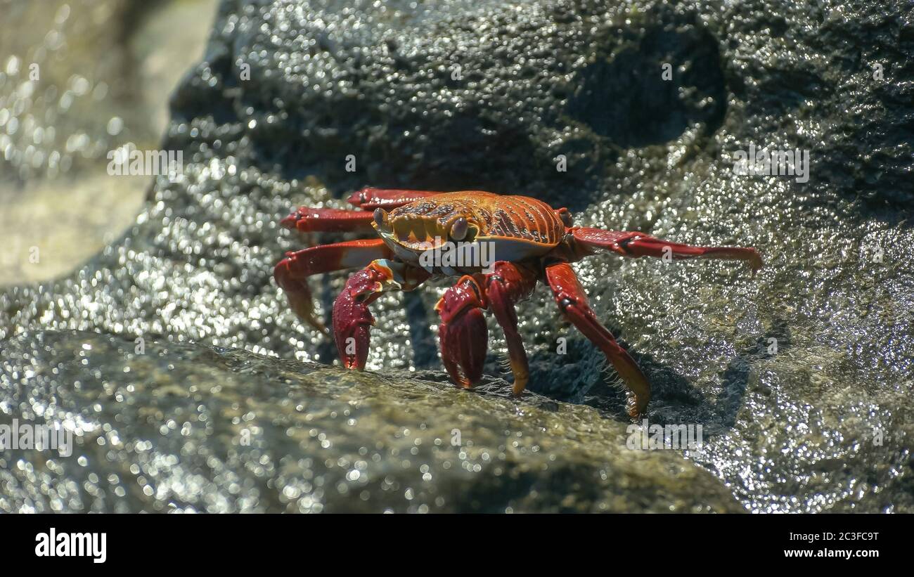 Walking crab hi-res stock photography and images - Alamy
