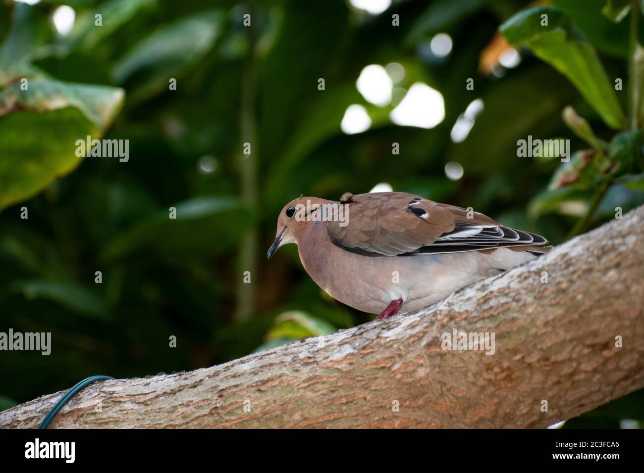 Feathers in barbados hi-res stock photography and images - Alamy
