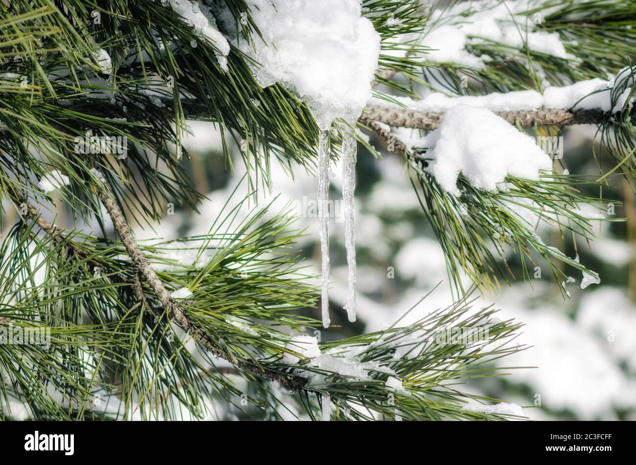 Icicles on pine branches hi-res stock photography and images - Alamy