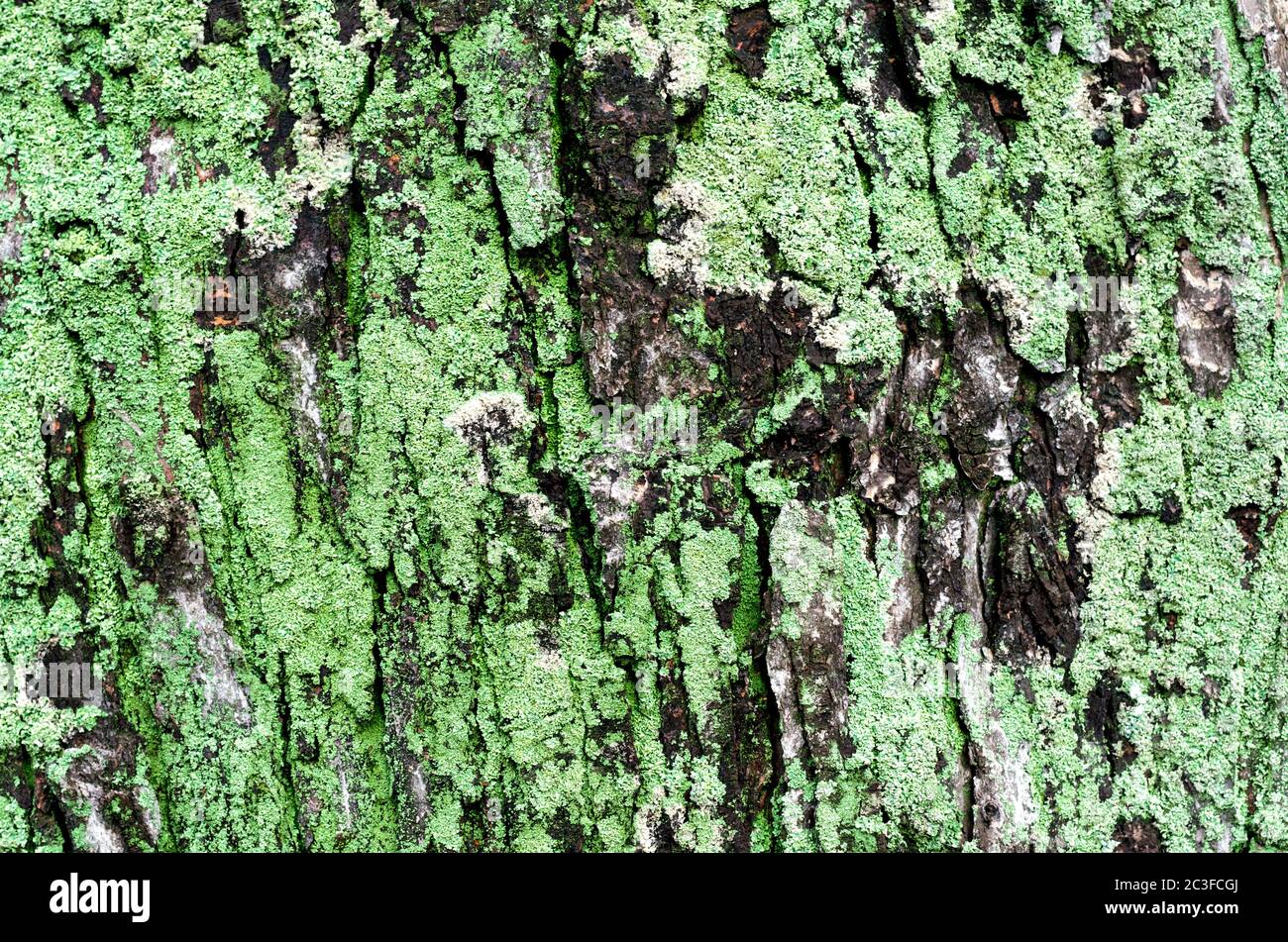 Closeup maple tree trunk hi-res stock photography and images - Alamy