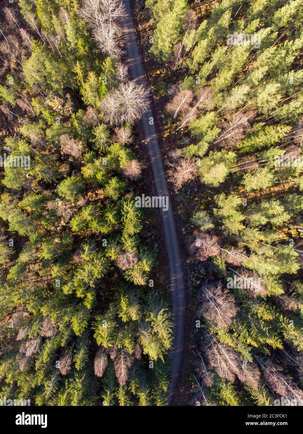 Forest dirt road Stock Photo - Alamy