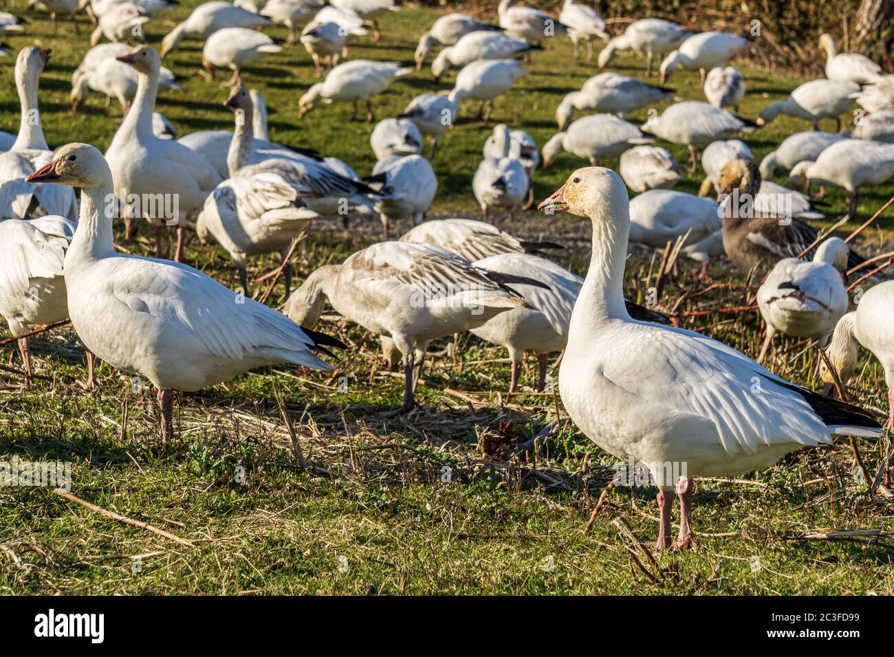White geese in park hi-res stock photography and images - Alamy