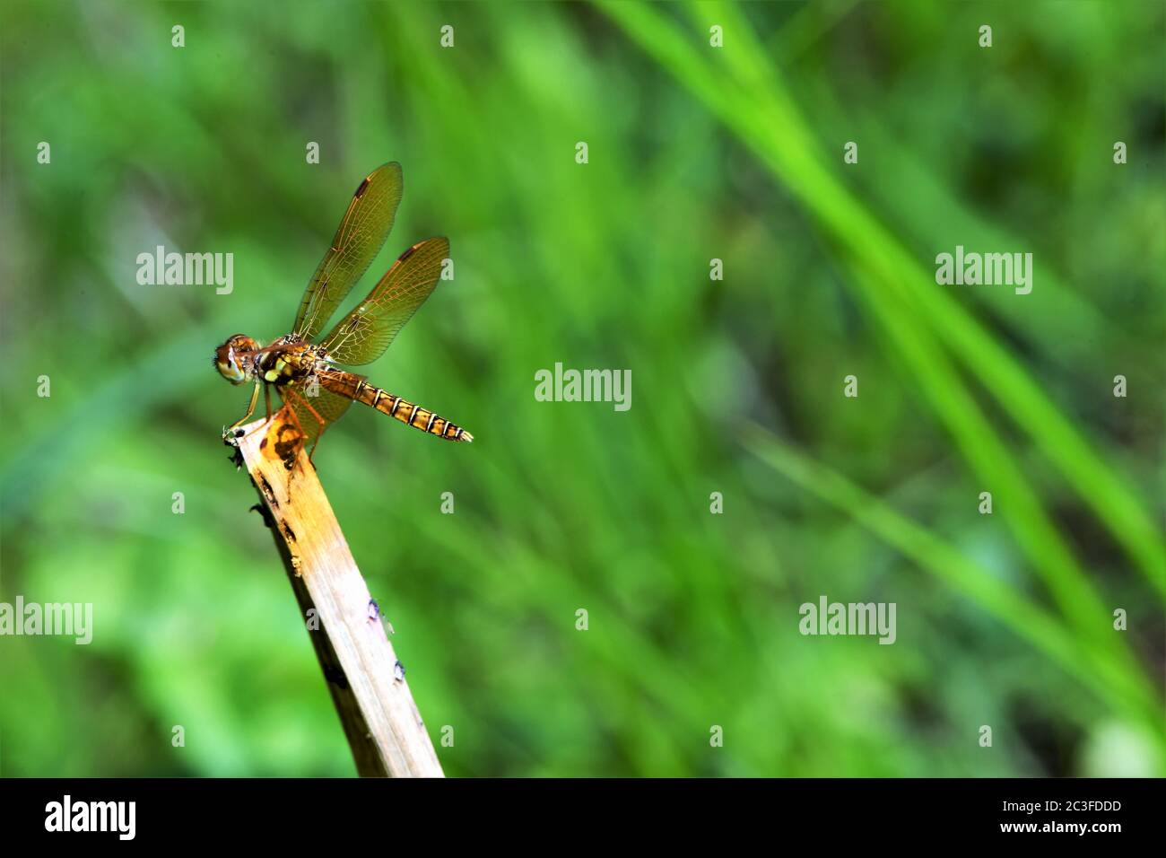 Eastern amberwing dragonfly Stock Photo - Alamy