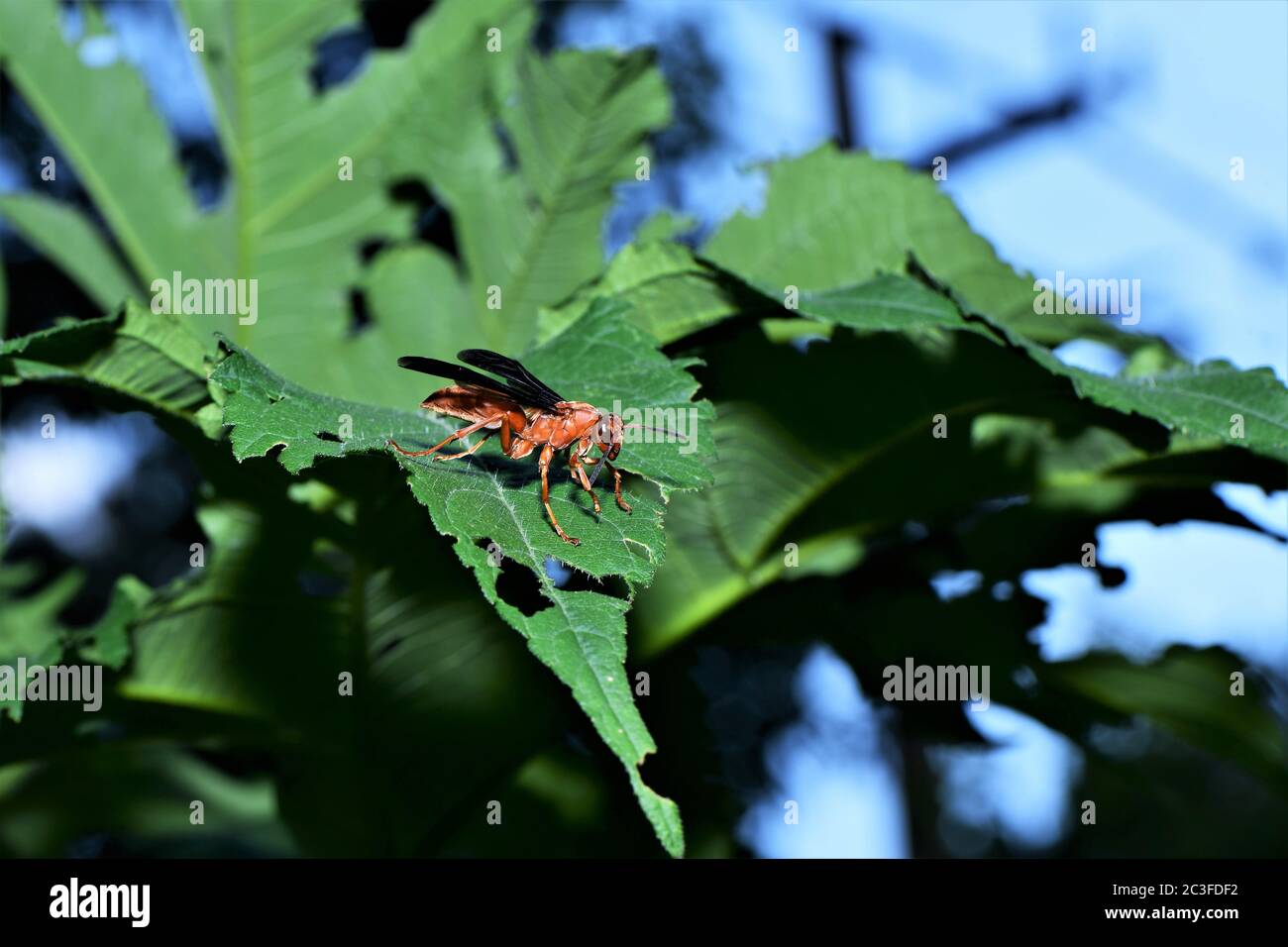 Red and black wasp hi-res stock photography and images - Alamy