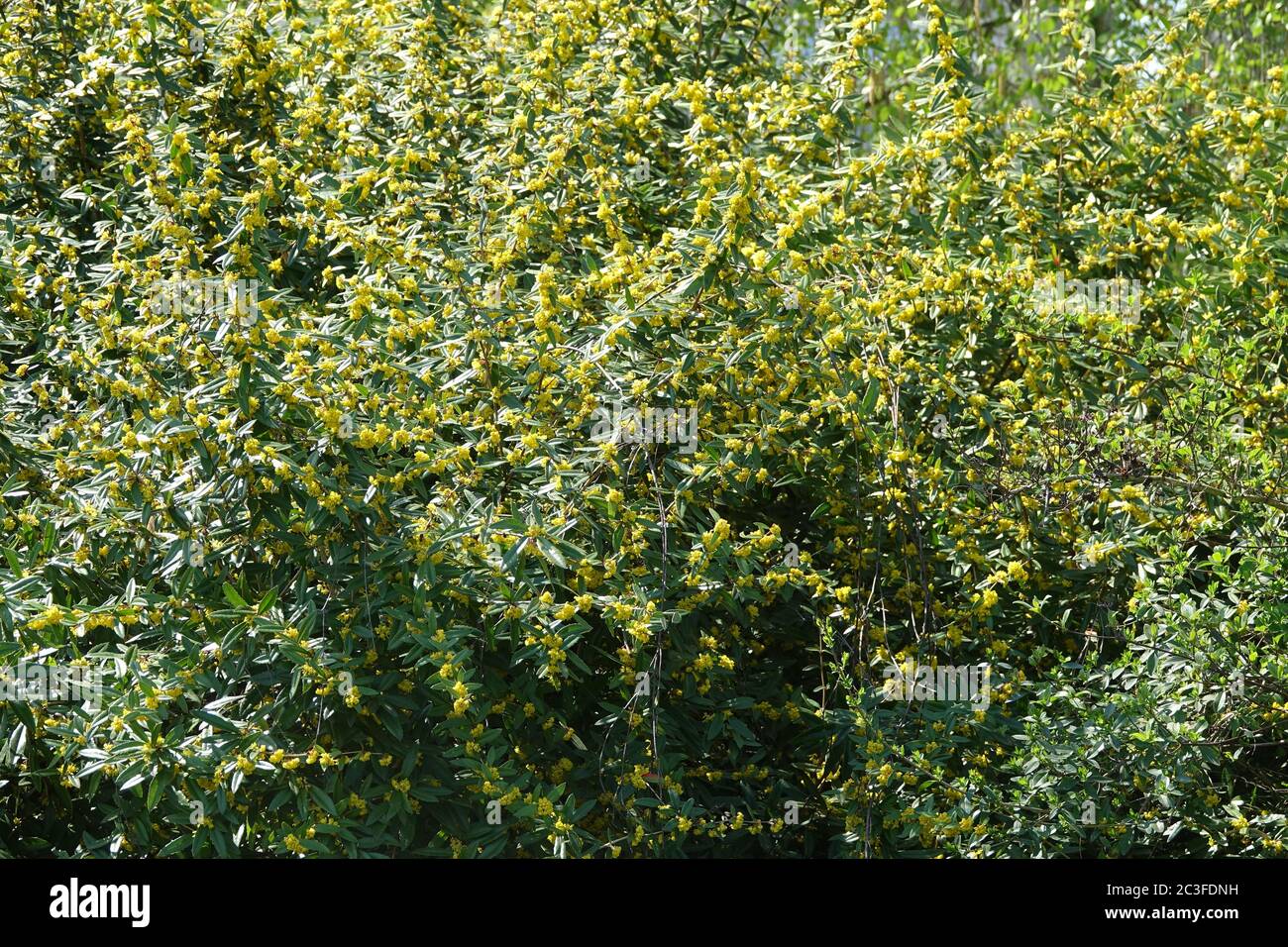Berberis julianae, Chinese Barberry Stock Photo - Alamy