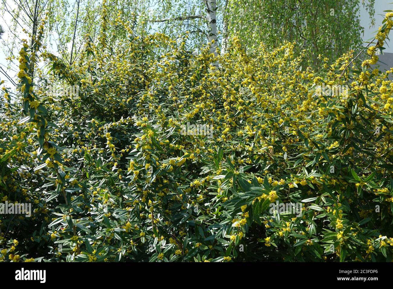 Berberis julianae, Chinese Barberry Stock Photo - Alamy