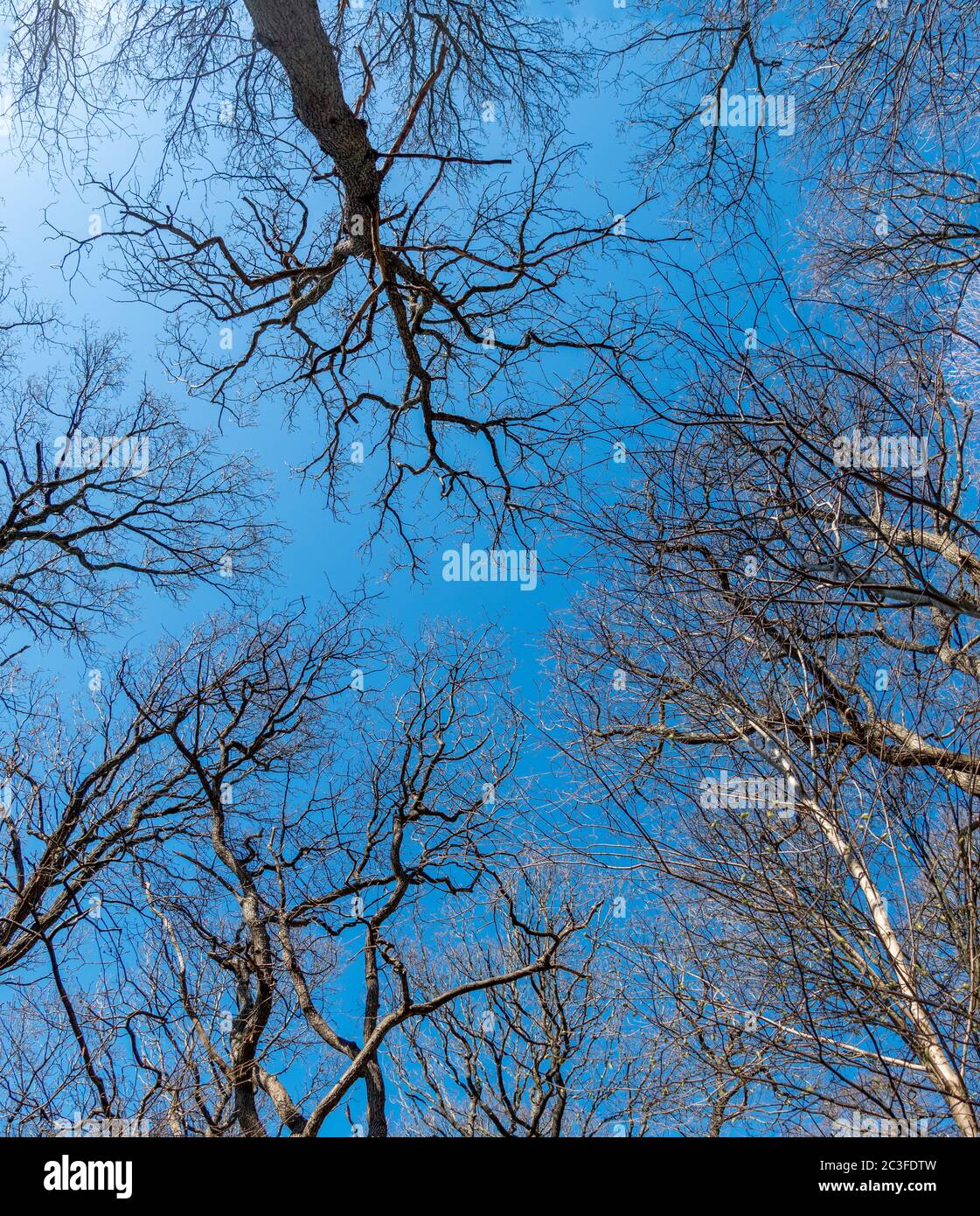 Frog view hi-res stock photography and images - Alamy