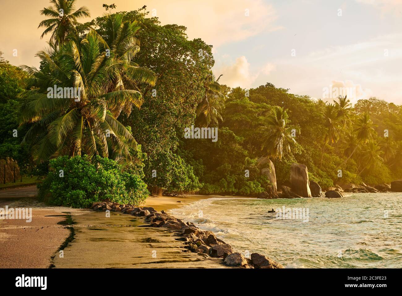 Beach with palm tree and rocks landscape Stock Photo - Alamy