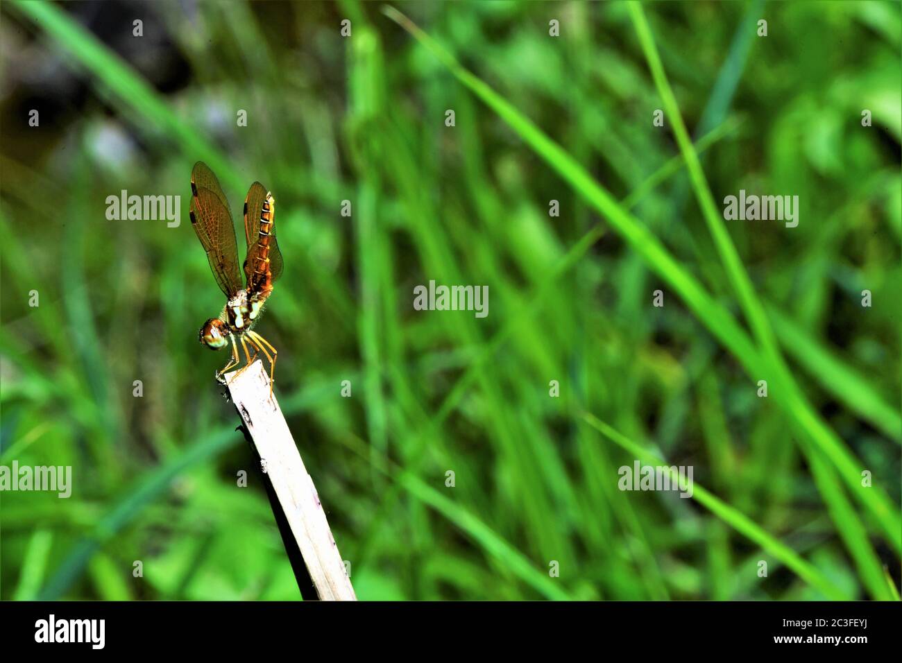 Eastern amberwing dragonfly Stock Photo - Alamy