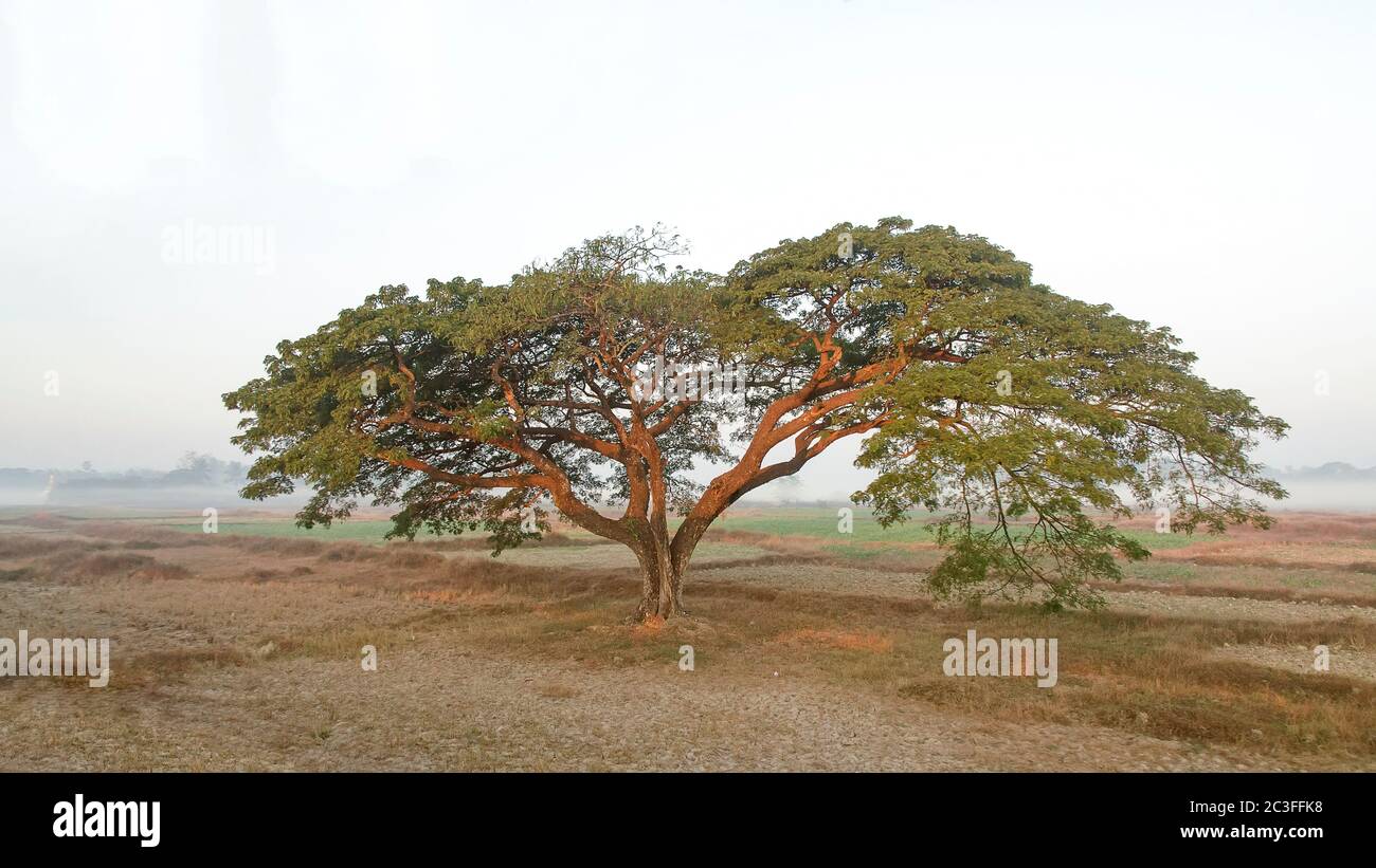 Acacia catechu (Khadira). Burma. Myanmar Stock Photo - Alamy