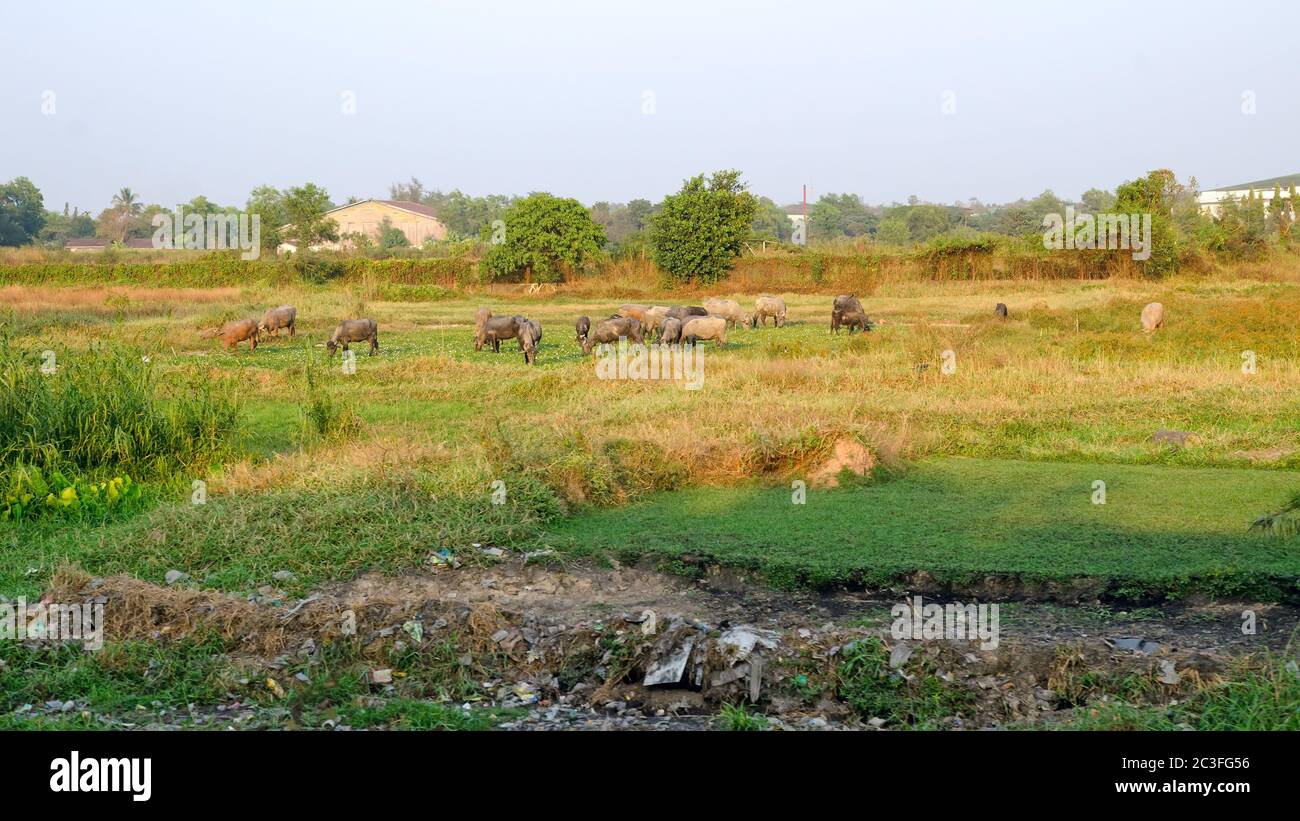 Cattle graze on a pasture in Myanmar. Burma Stock Photo - Alamy