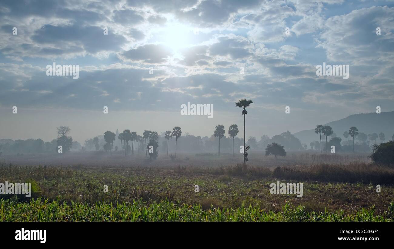 Myanmar burma palm trees in hi-res stock photography and images - Alamy
