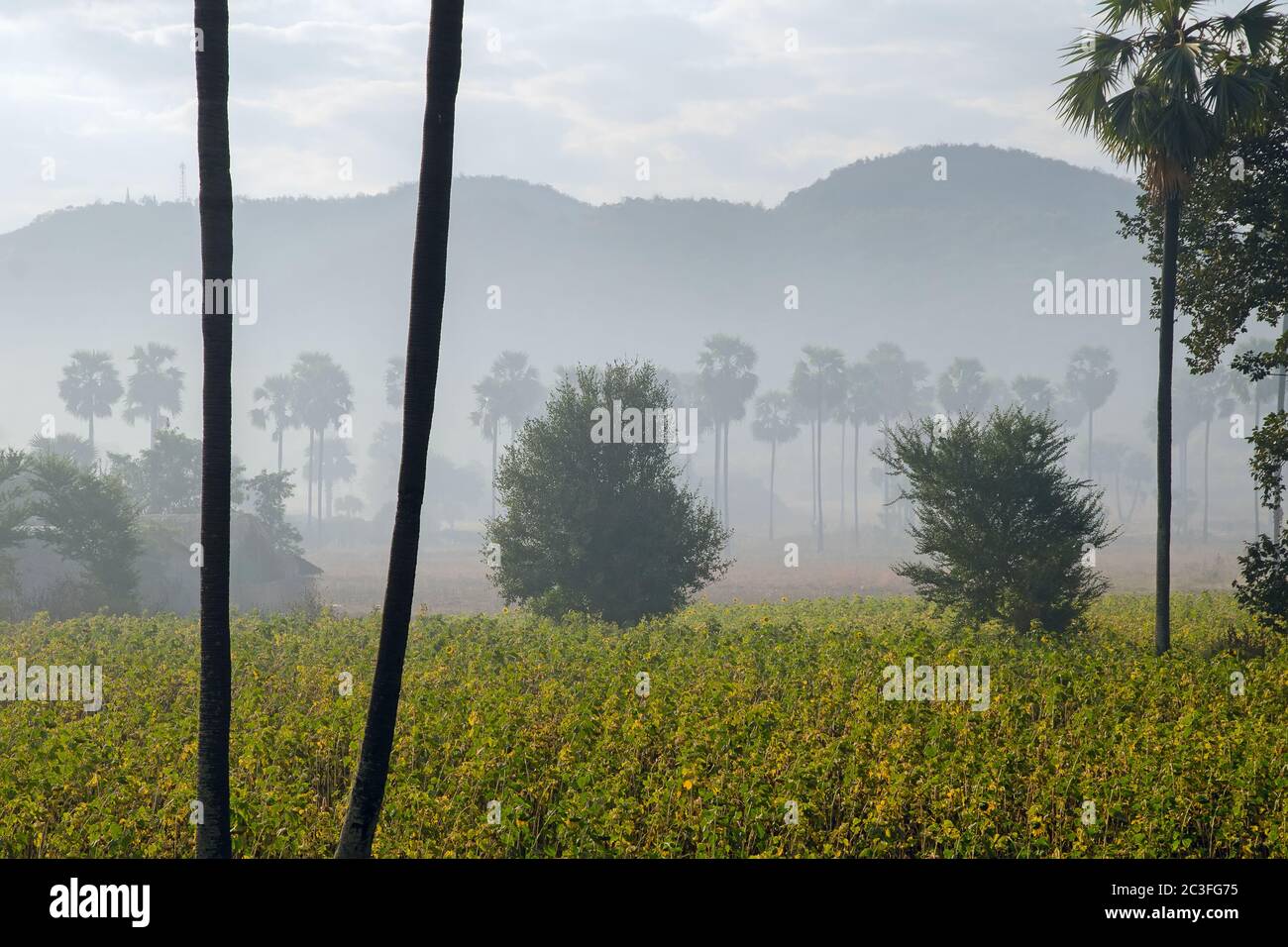 Myanmar burma palm trees in hi-res stock photography and images - Alamy