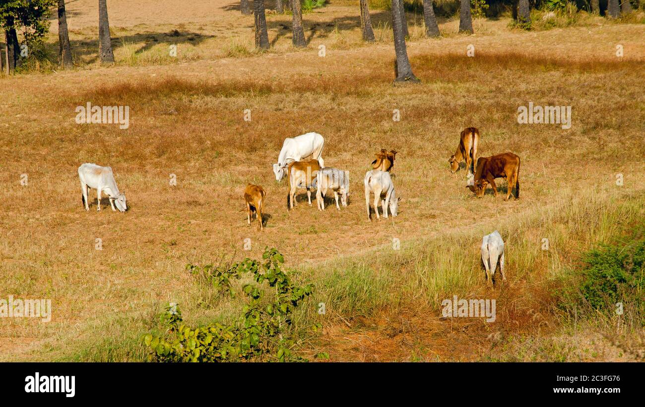 Myanmar cattle hi-res stock photography and images - Alamy