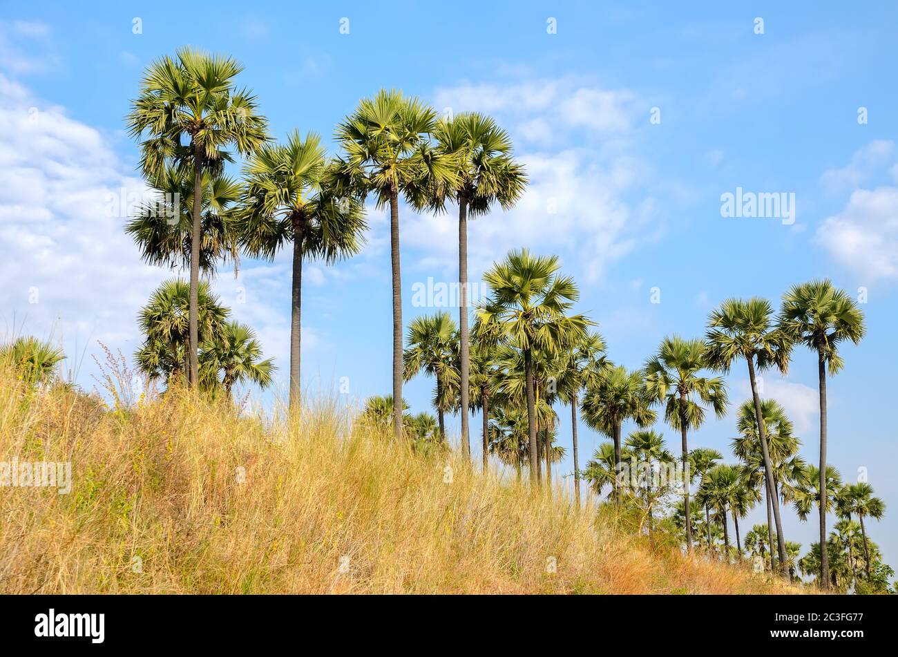 Myanmar palm trees hi-res stock photography and images - Alamy