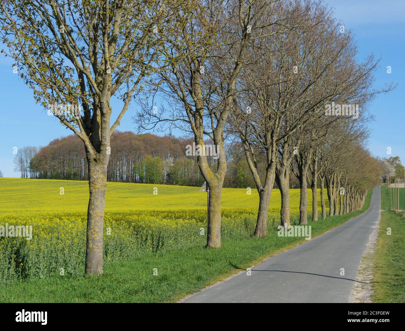 trees and field Stock Photo - Alamy
