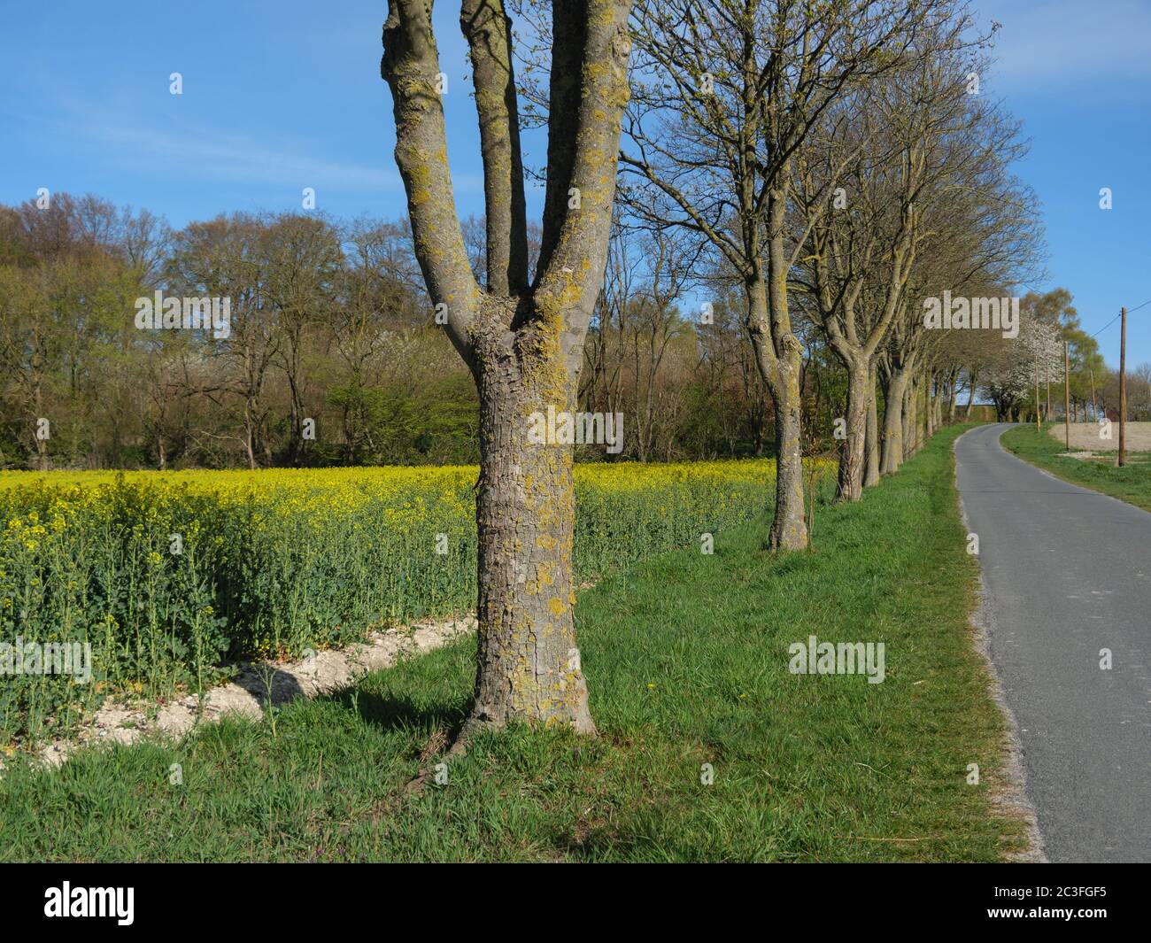 Sky tree street hi-res stock photography and images - Alamy
