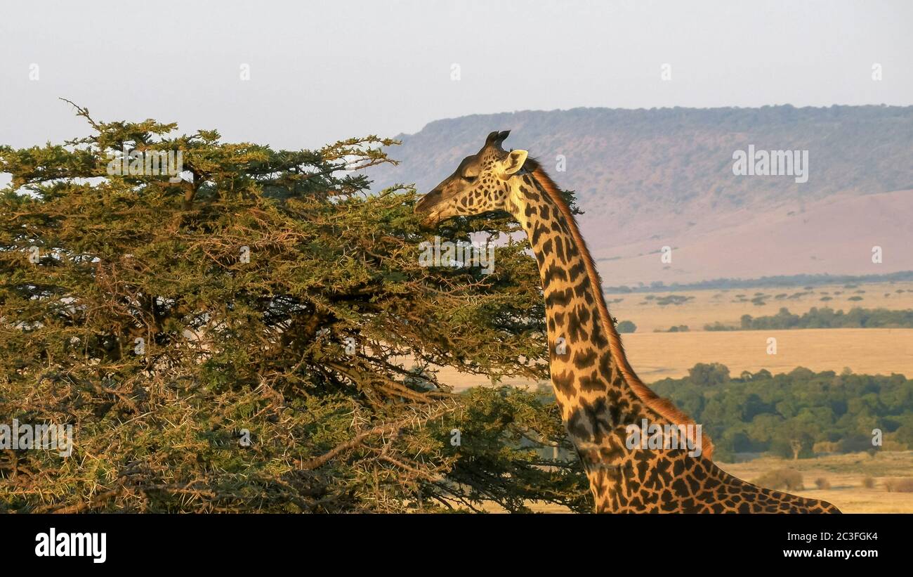 Oloololo escarpment and masai mara hi-res stock photography and images ...