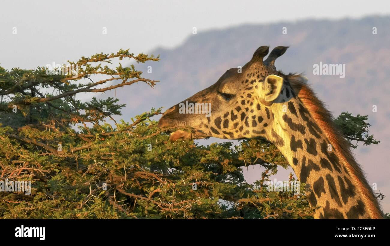 Oloololo escarpment and masai mara hi-res stock photography and images ...
