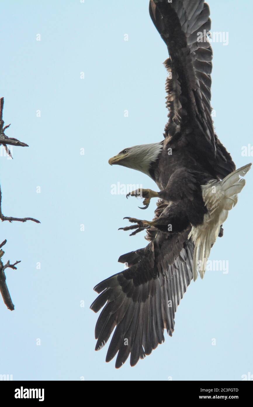 Adult Bald Eagle Coming in for a landing on a dead tree Stock Photo - Alamy