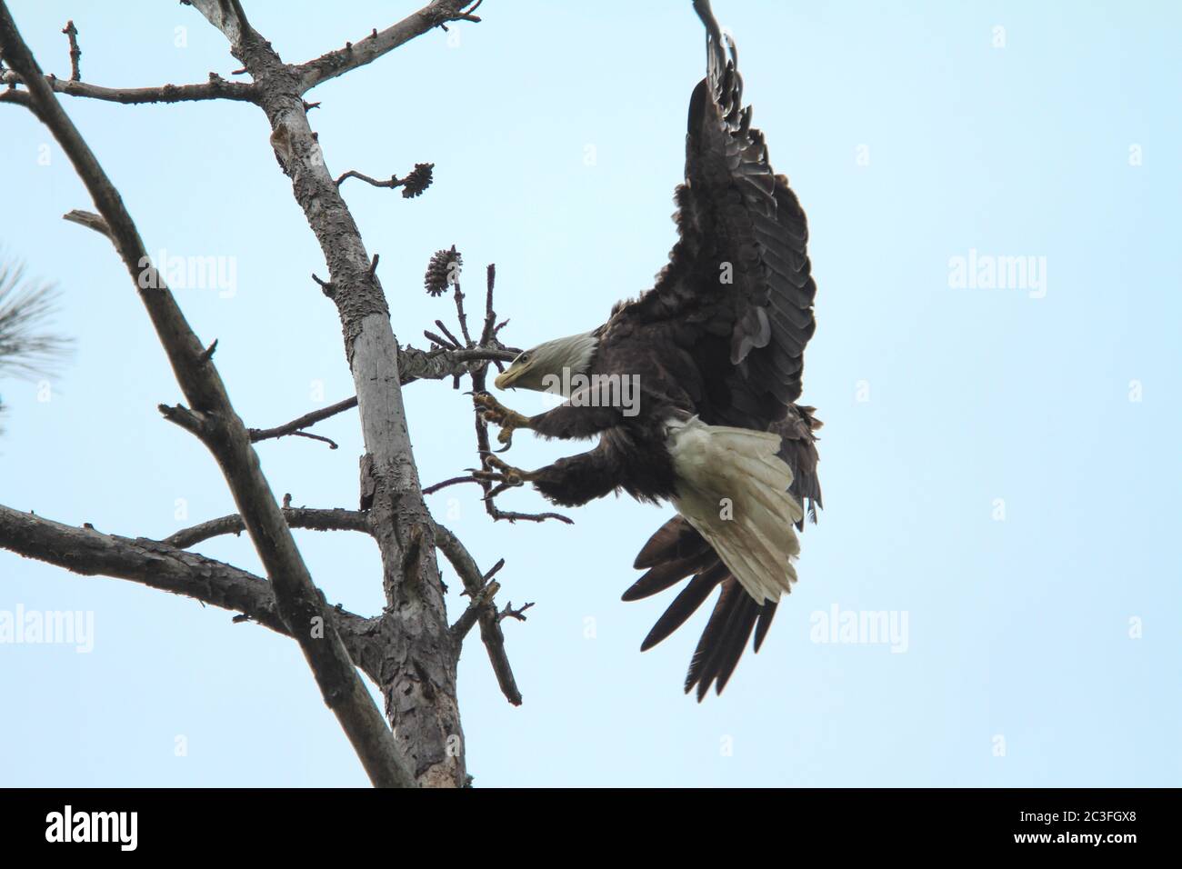 Adult Bald Eagle Coming in for a landing on a dead tree Stock Photo - Alamy