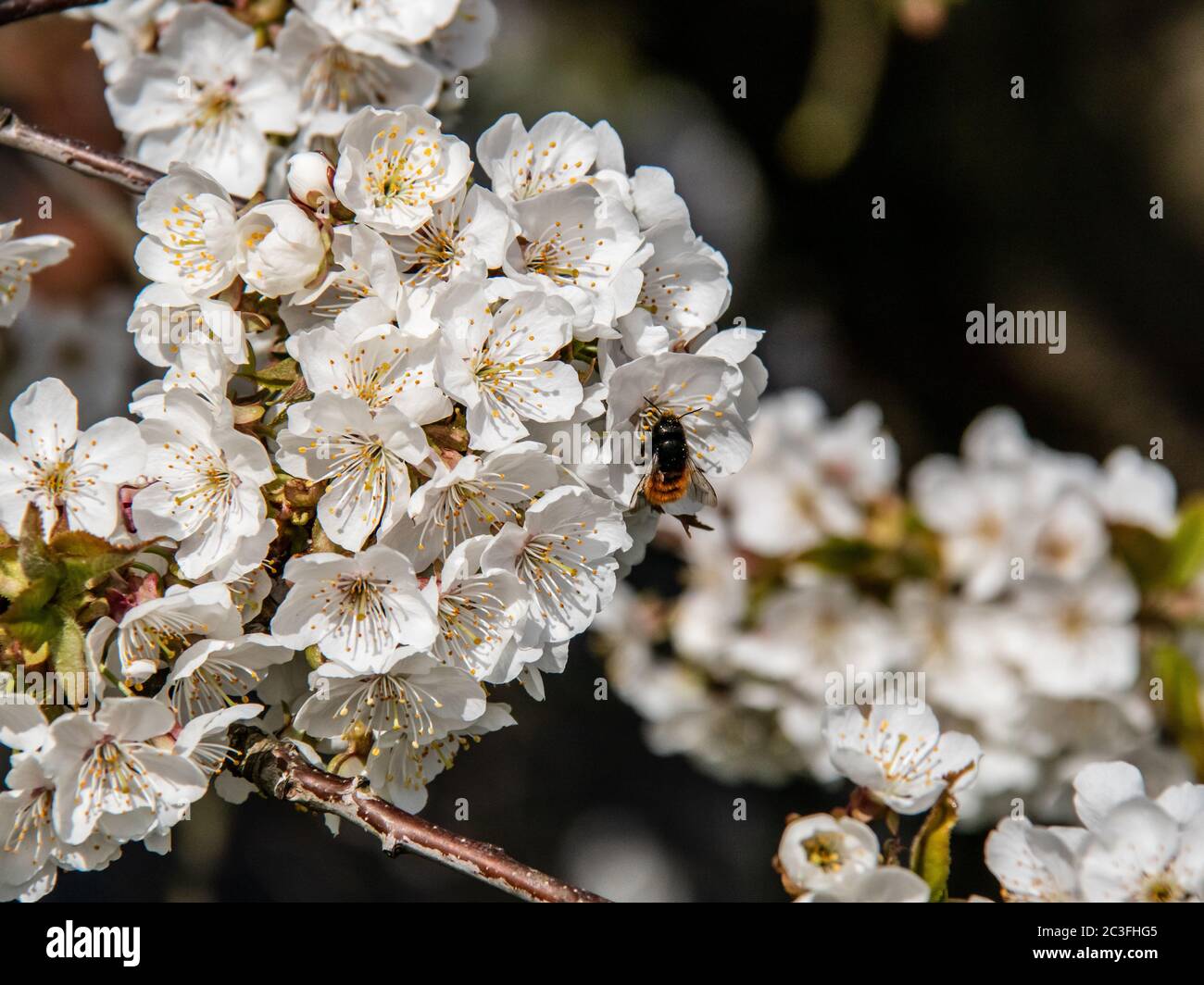 Bees pollinate flowering tree beautiful hi-res stock photography and ...
