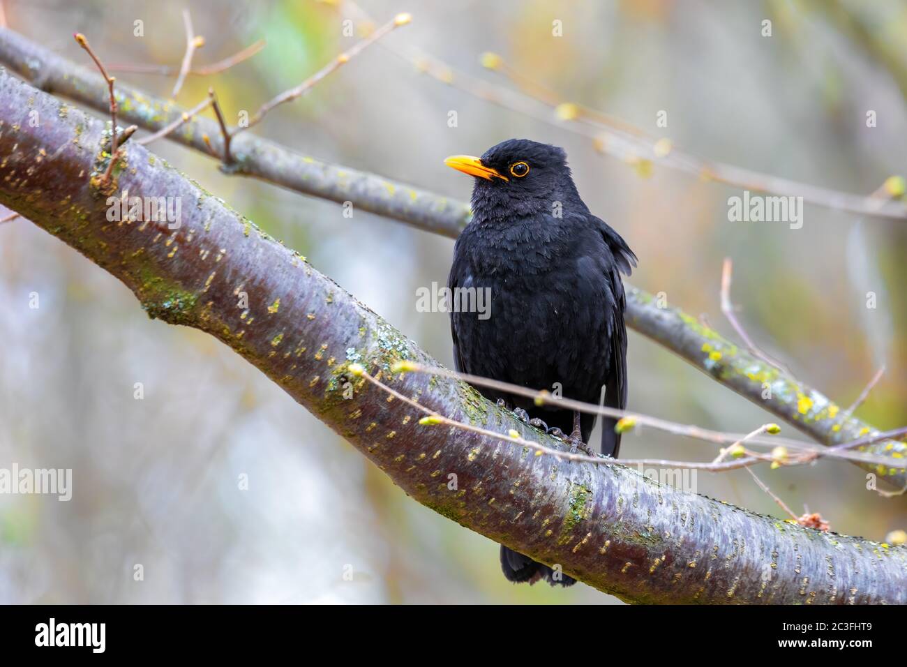 Blackbird in nature hi-res stock photography and images - Alamy