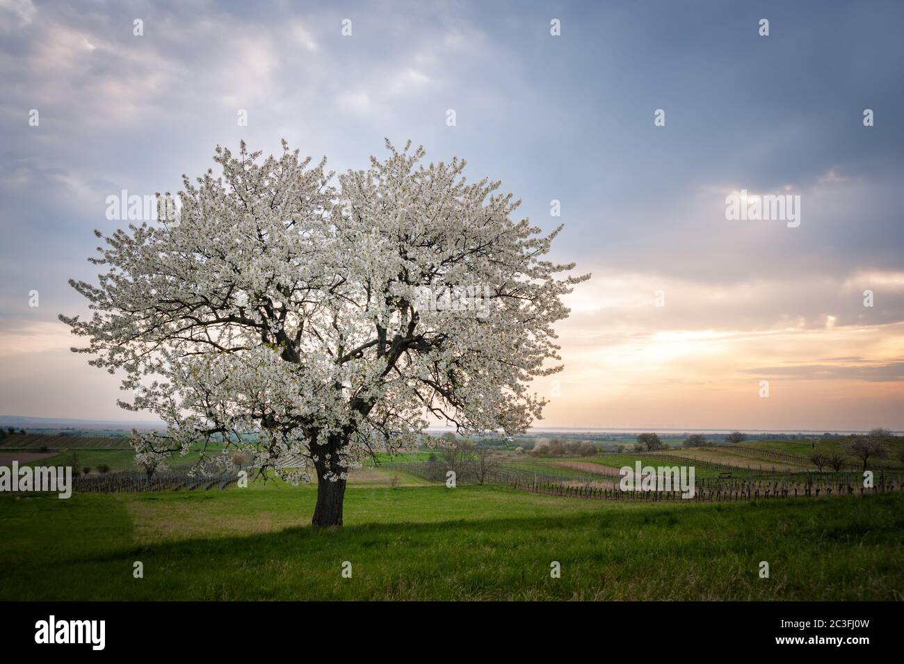 Full cherry tree hi-res stock photography and images - Alamy