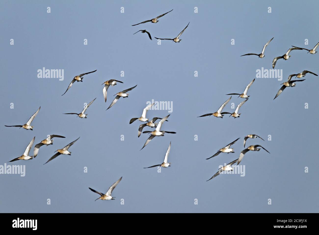 Flock migrating birds northern hi-res stock photography and images - Alamy