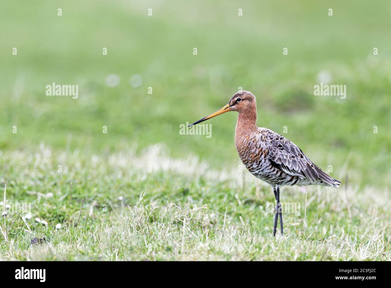 Black tailed godwit summer plumage hi-res stock photography and images ...