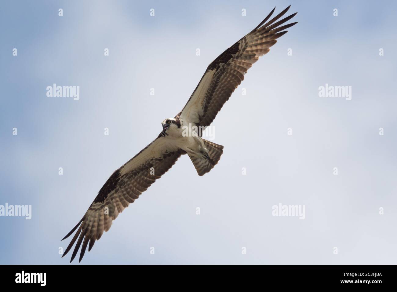 Osprey at Jordan Dam, NC diving & flying Stock Photo - Alamy