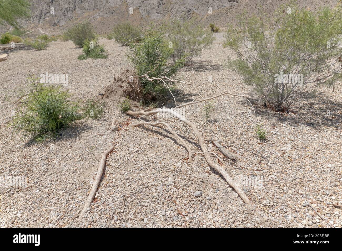 Branch breaking through ground in desert Stock Photo - Alamy