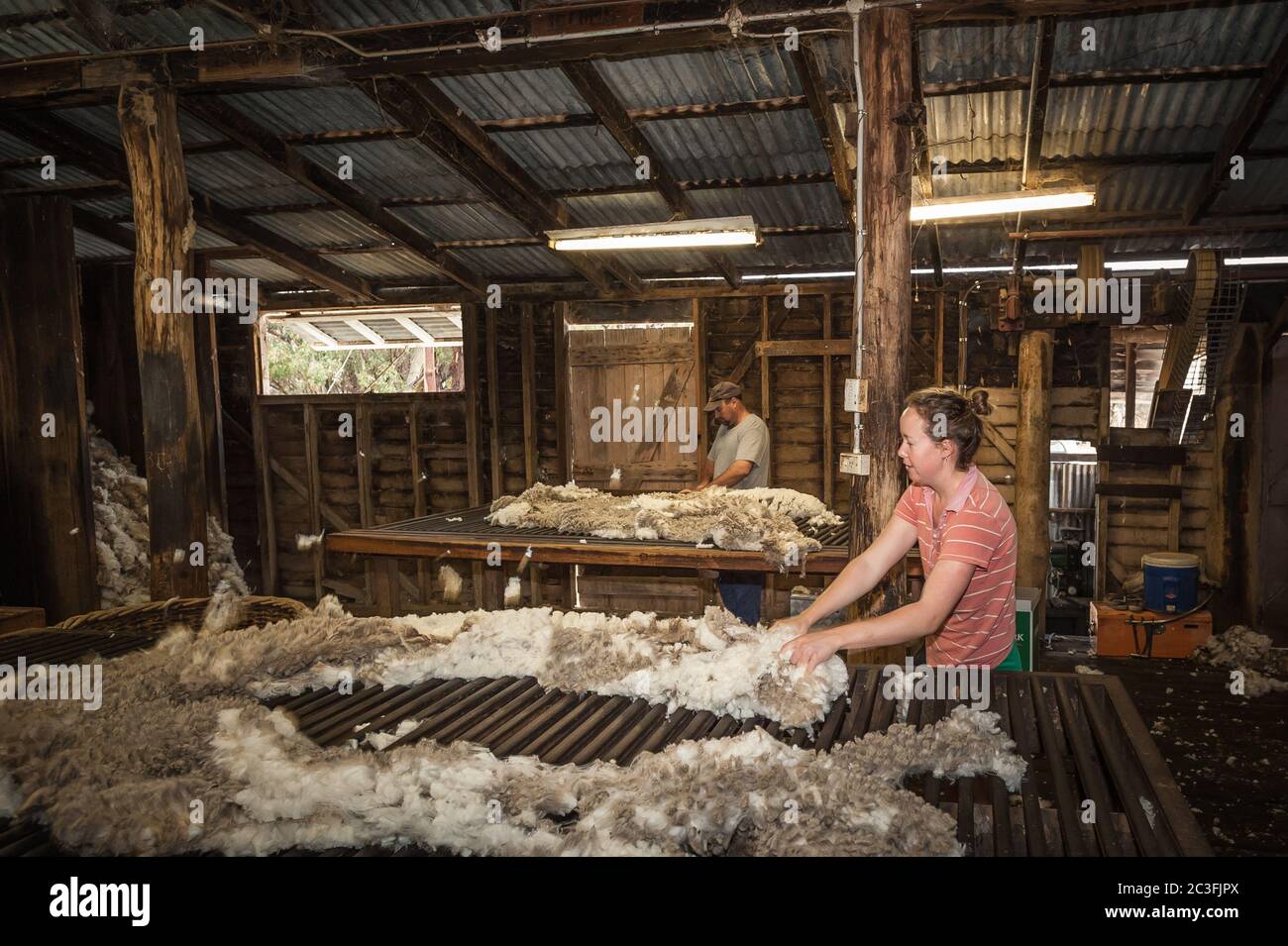 Two roustabouts trim merino fleeces on their own trimming tables on an ...
