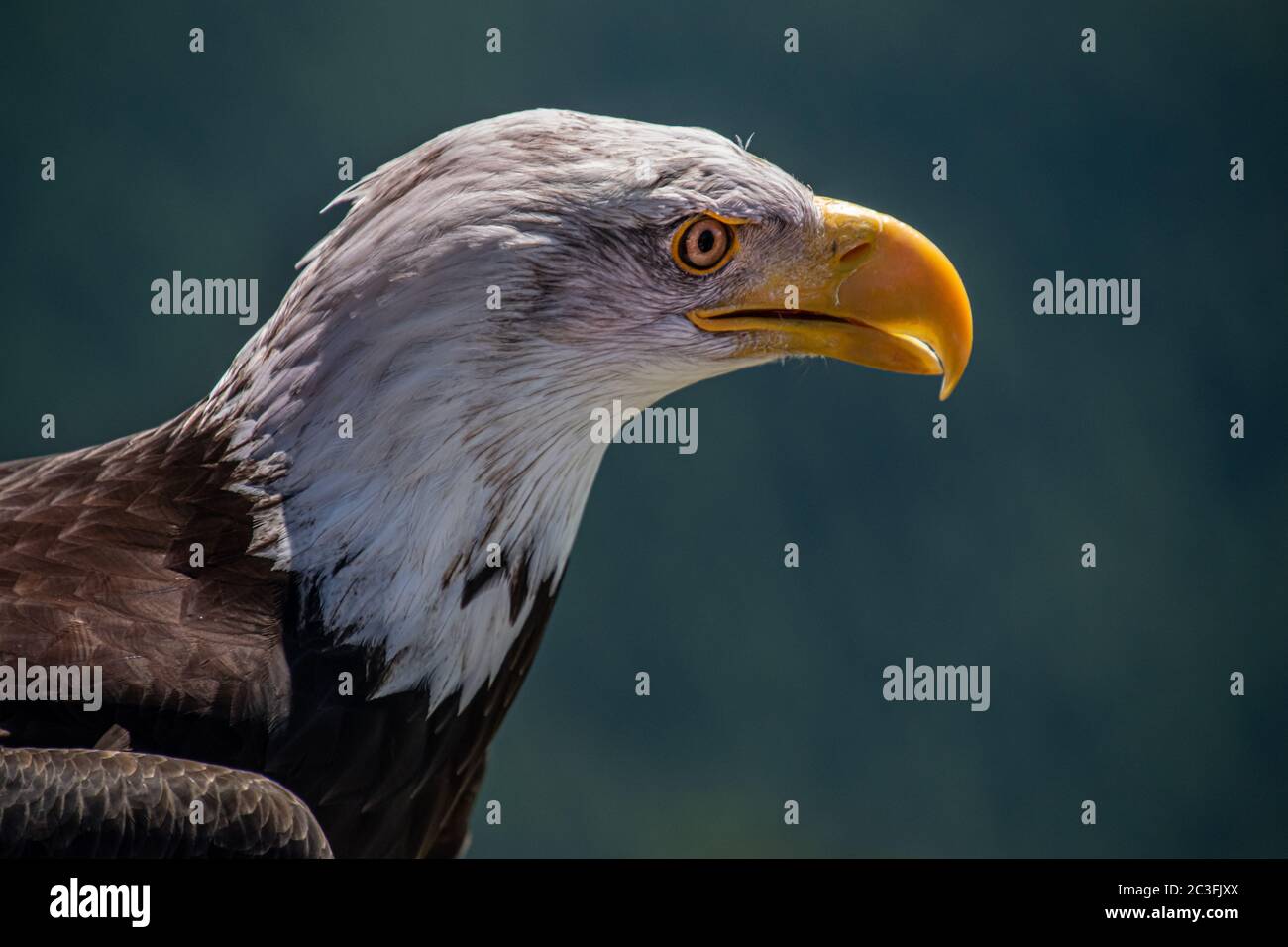 Eagle Feathers High Resolution Stock Photography and Images - Alamy