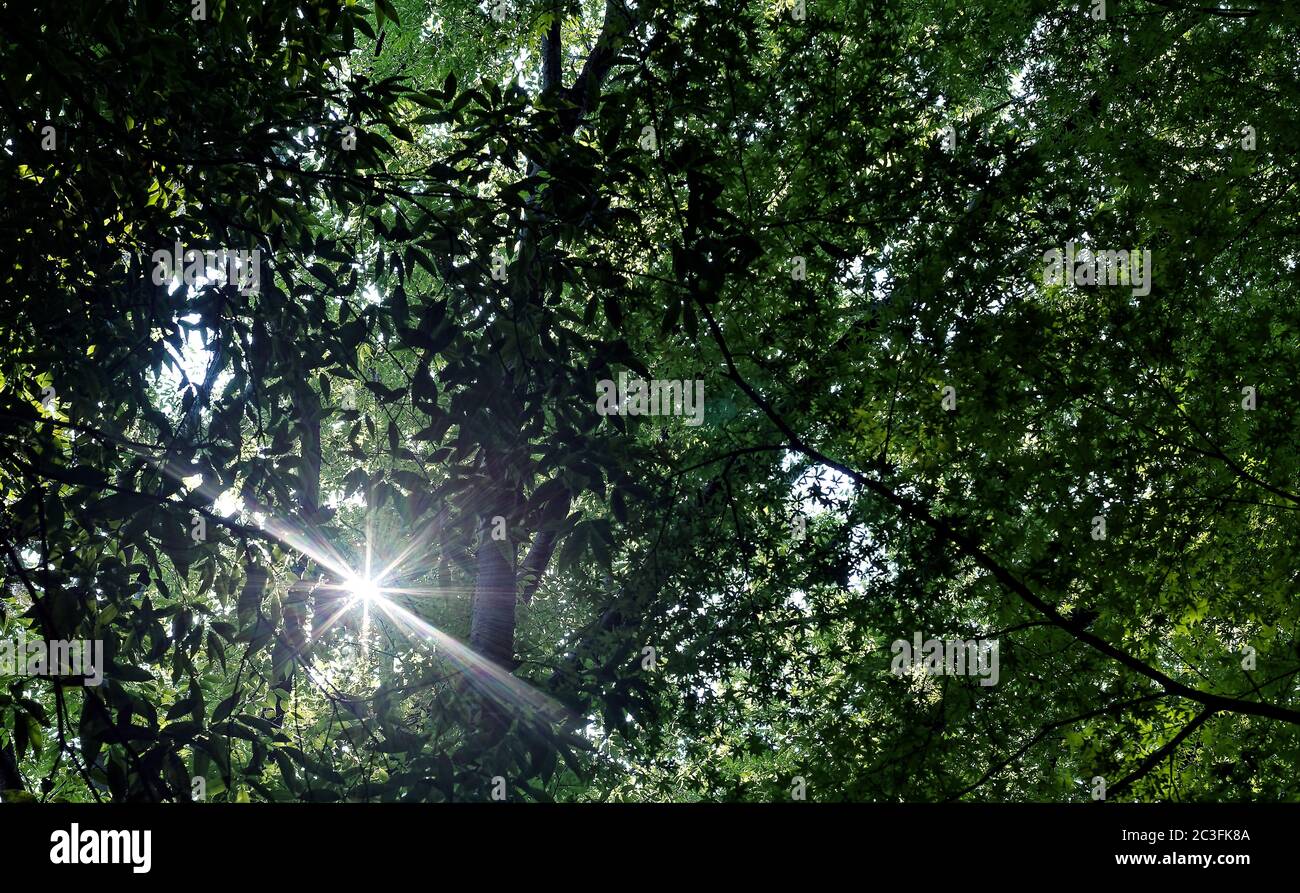 Looking through thick canopy hi-res stock photography and images - Alamy