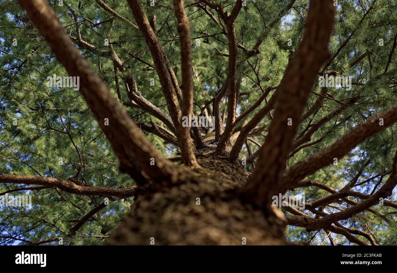 Tall majestic pine tree hi-res stock photography and images - Alamy