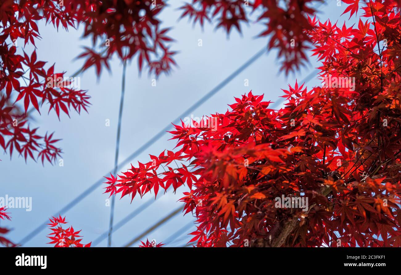 Bright red Japanese maple leaves under power lines against a blue sky ...