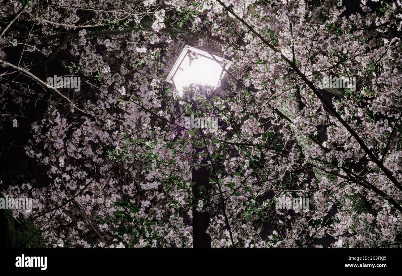 Night view of a single bright streetlight illuminating hundreds of pale ...