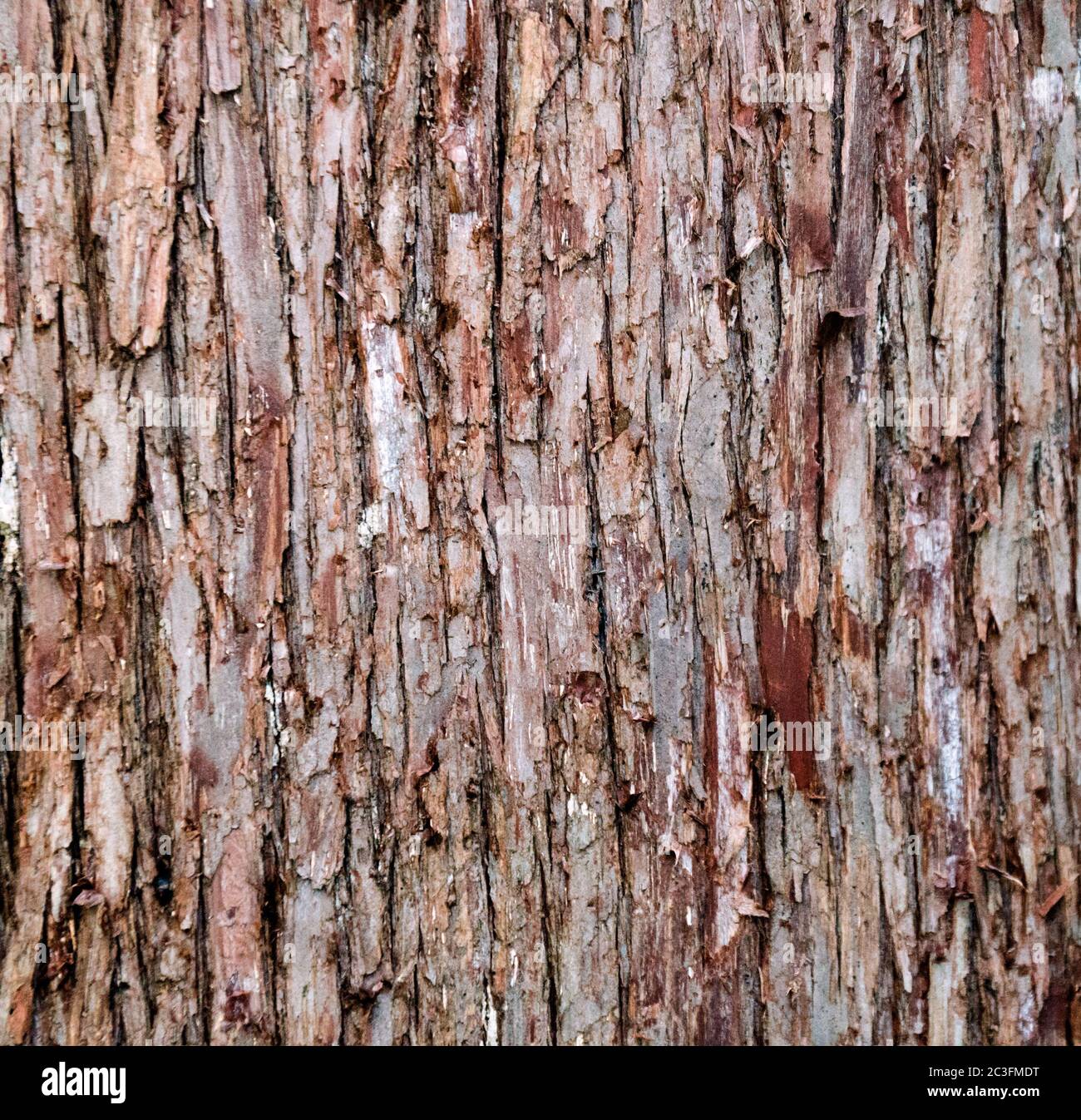 Closeup of old weather beaten tree bark texture background pattern ...