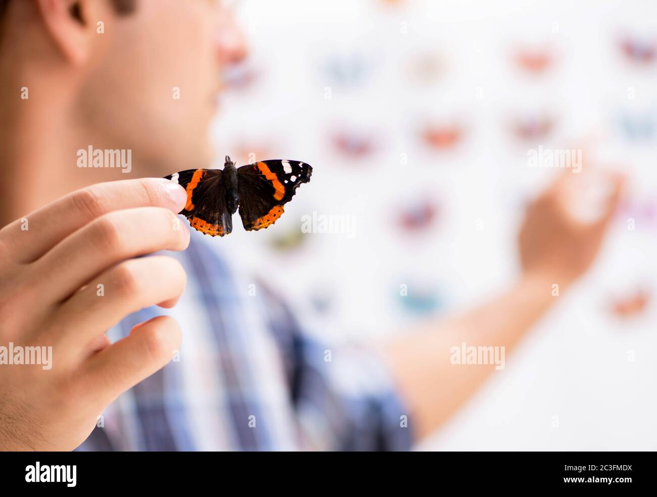 Student entomologist studying new species of butterflies Stock Photo ...