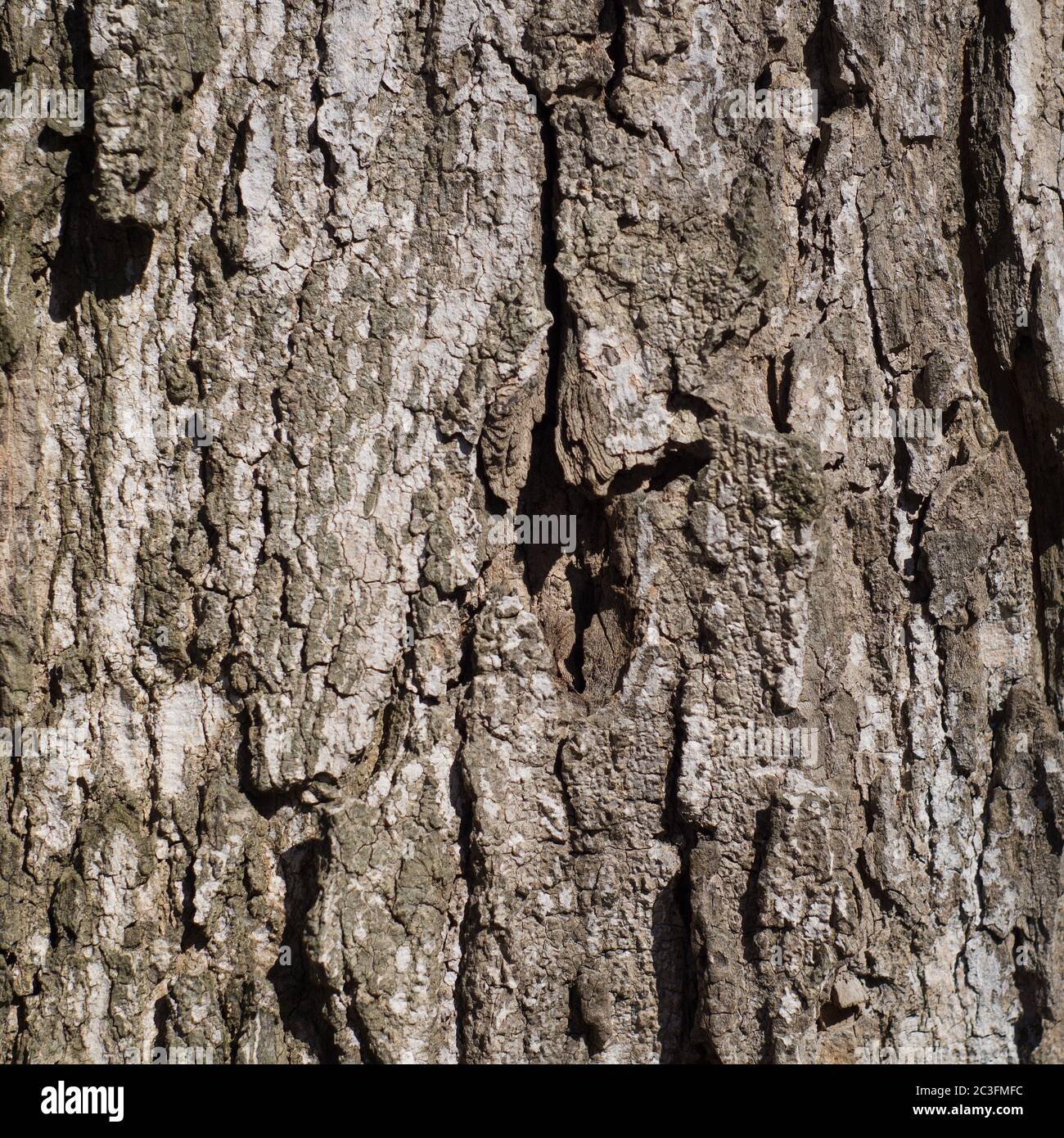 Closeup of old weather beaten tree bark texture background pattern ...
