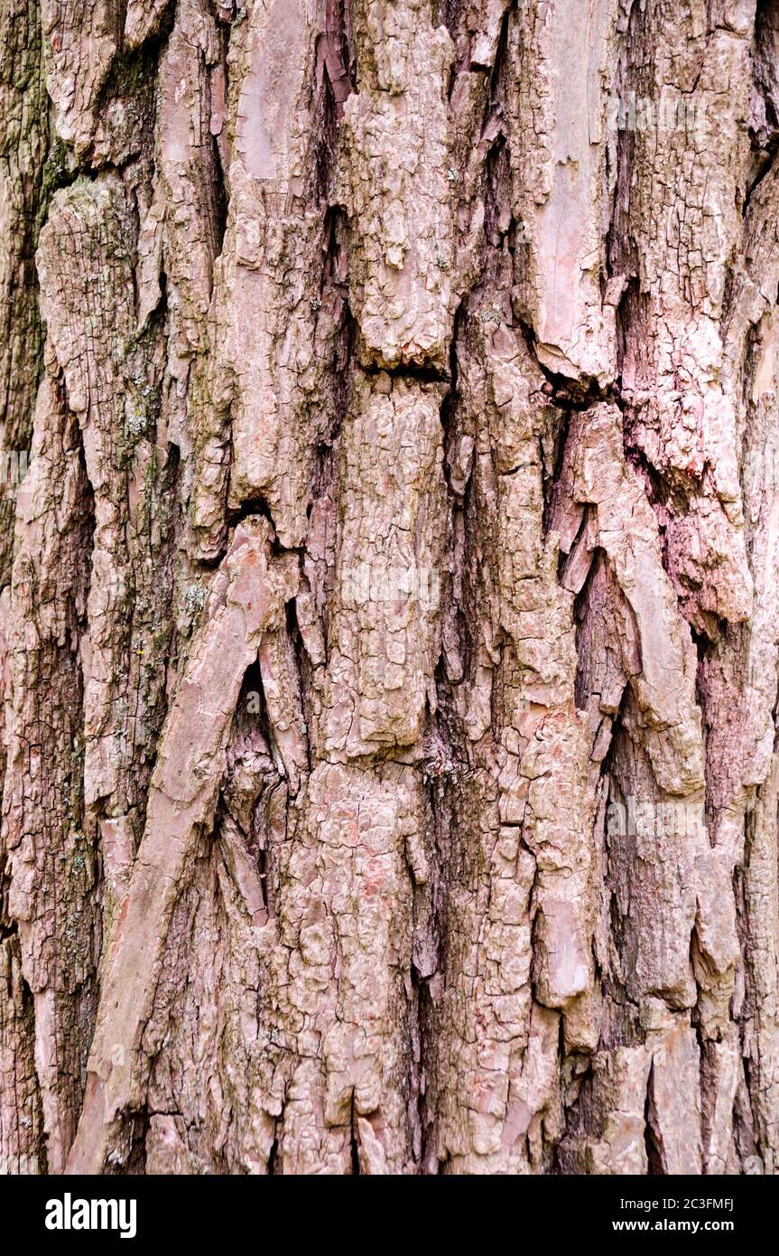 Closeup of old weather beaten tree bark texture background pattern ...