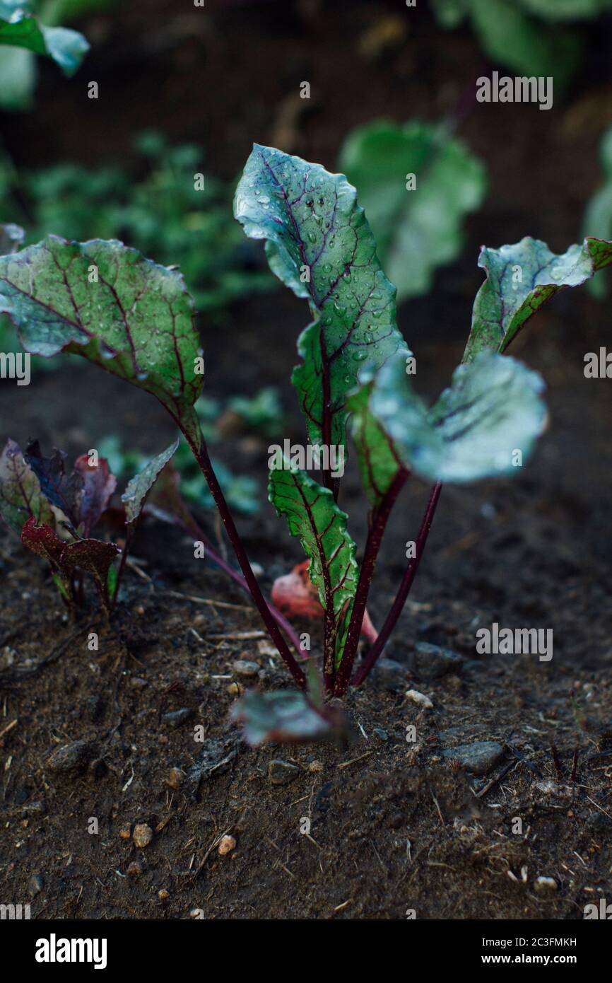 Beets growing in garden Stock Photo - Alamy