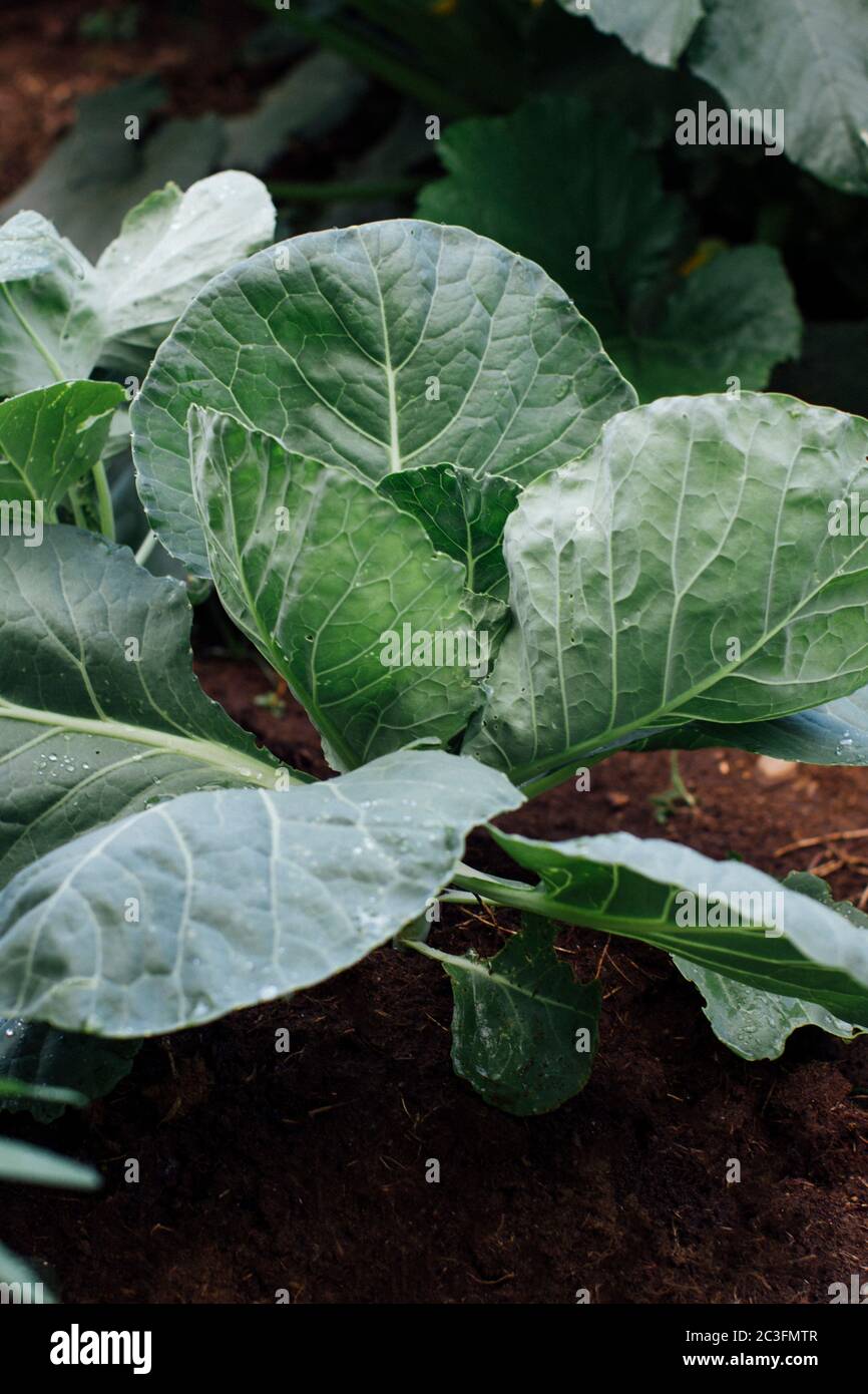 Small cabbage growing in garden Stock Photo - Alamy